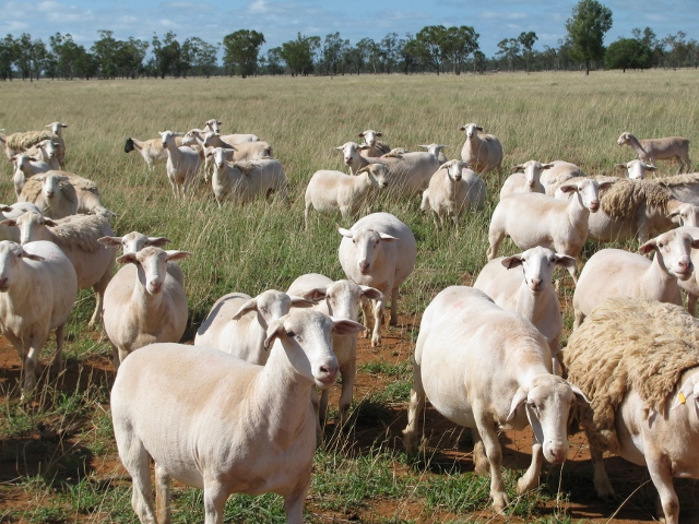 Dorper Sheep Society Australia – Sheep For Sale