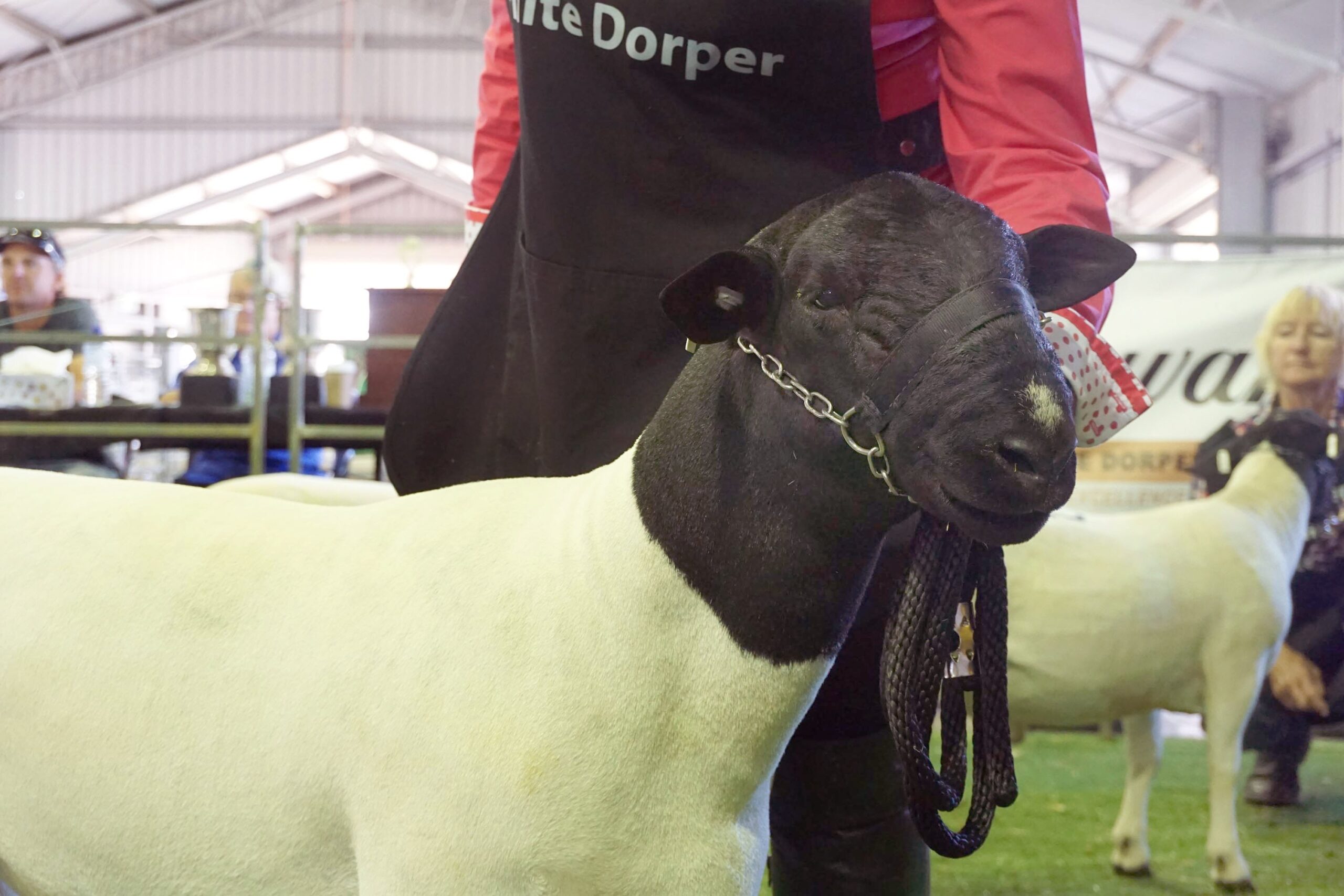 Dorper Sheep Society Australia – Dorper