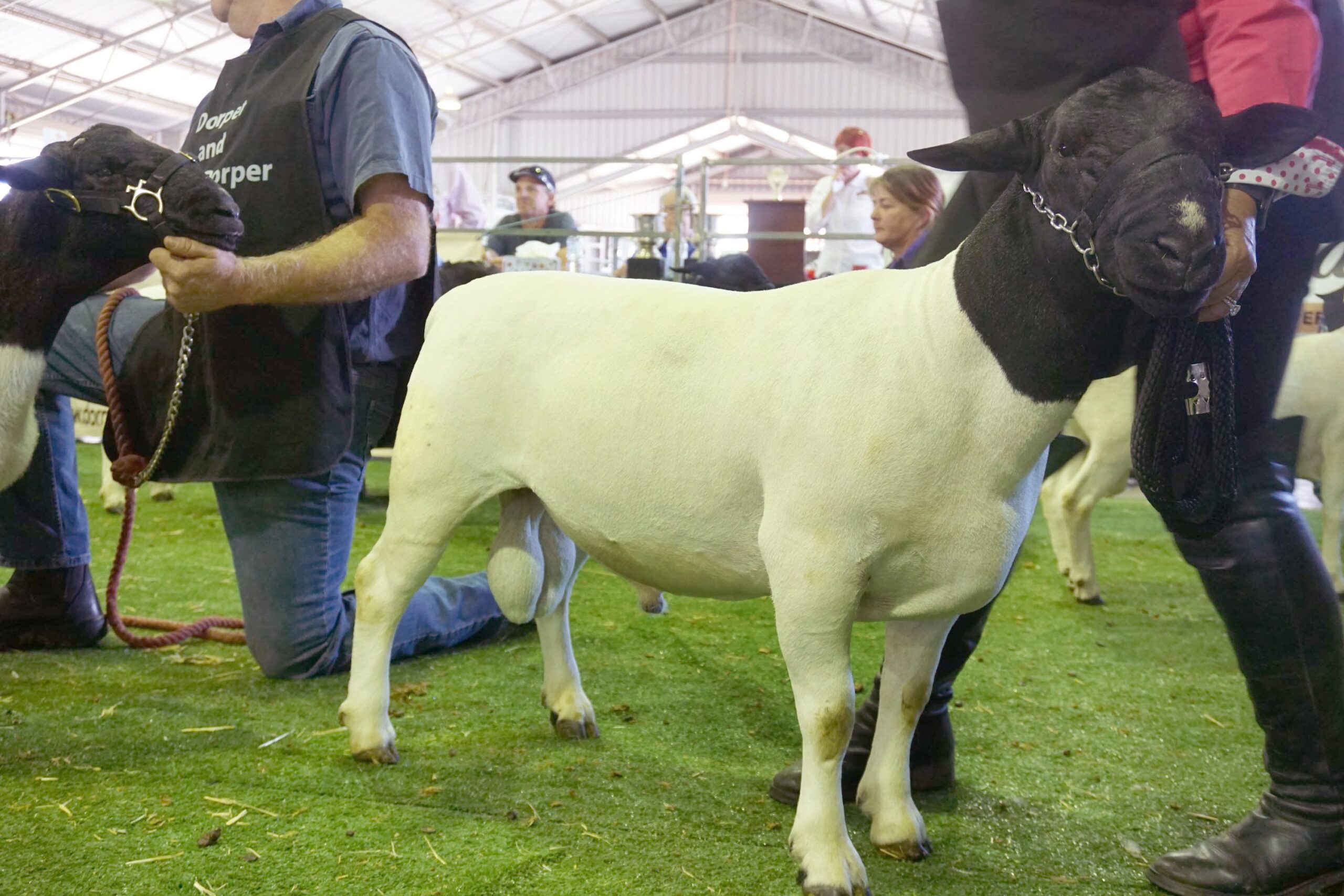 Dorper Sheep Society Australia – D