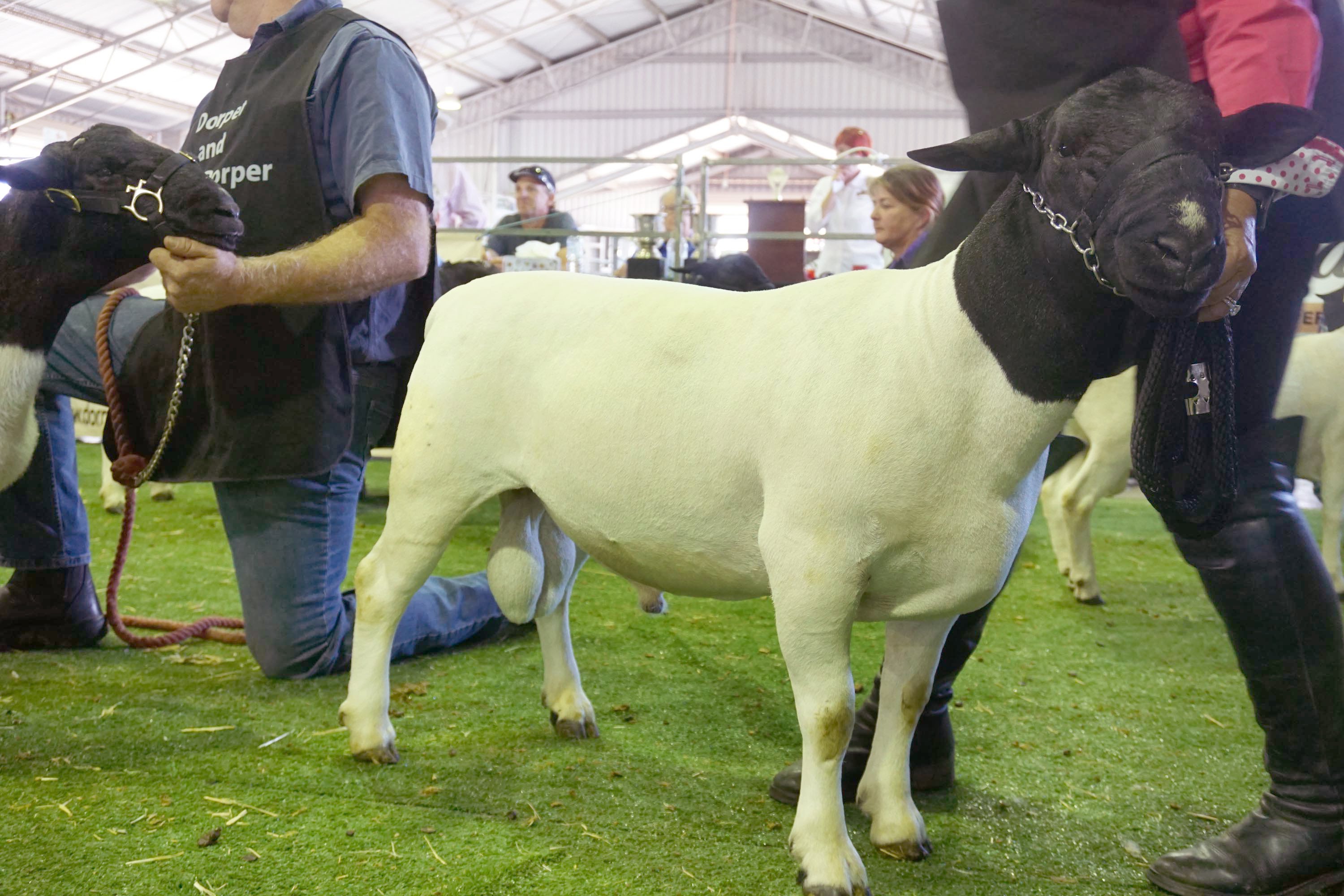 Dorper Sheep Society Australia – Photos Category – 2018 DSSA National Show