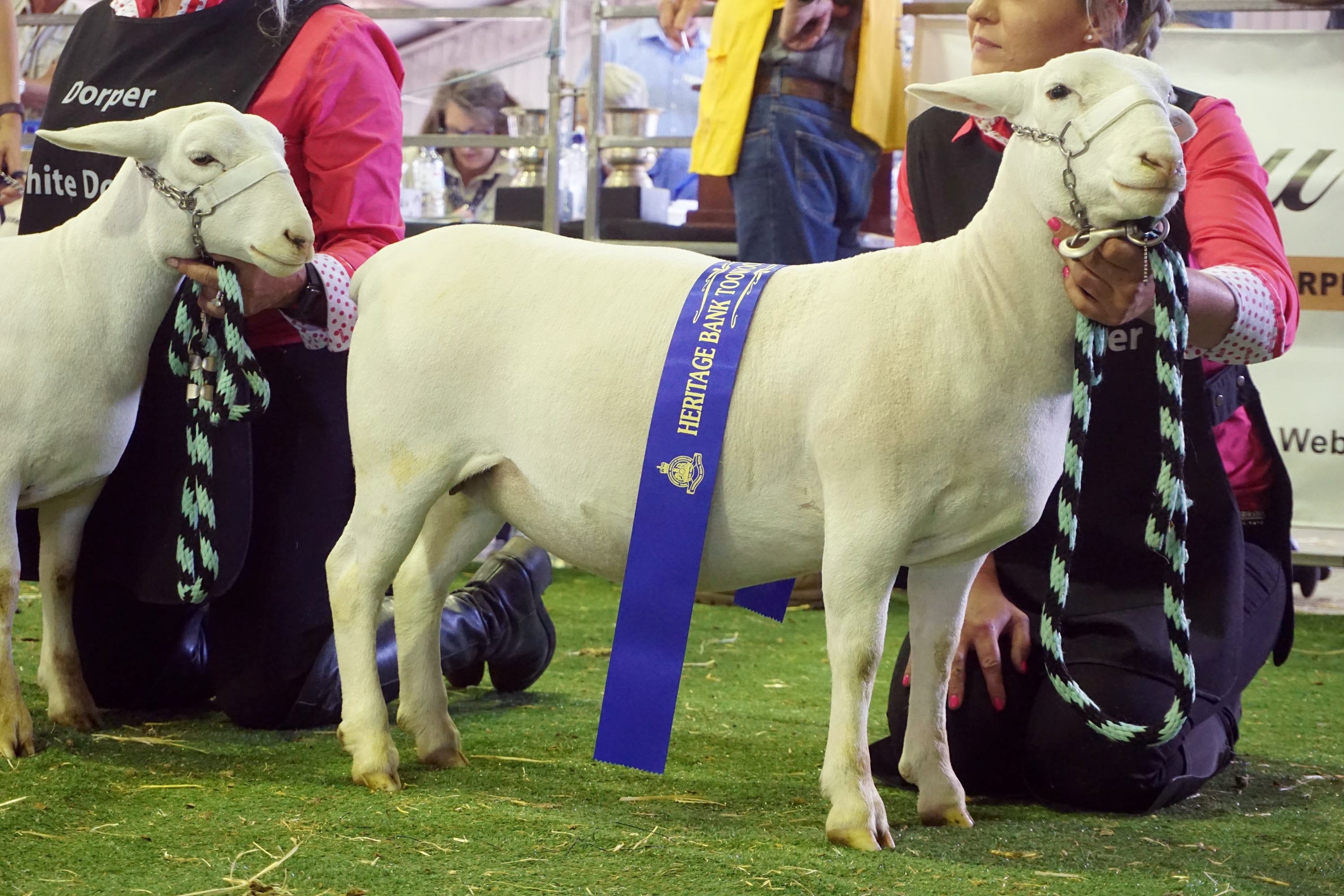 Dorper Sheep Society Australia – WD Ewe