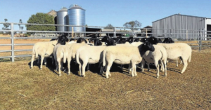 Dorper Sheep Society Australia – No benefit to tail docking