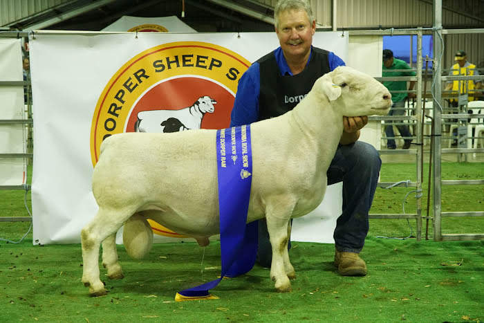 Dorper Sheep Society Australia – Photos Category – 2019 DSSA National Show