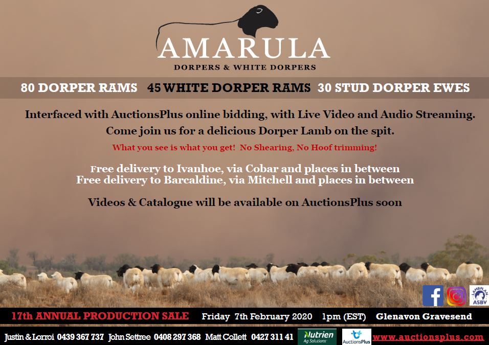 Dorper Sheep Society Australia – Amarula 17th Annual Production Sale