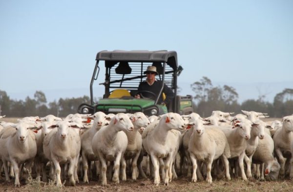 Dorper Sheep Society Australia – ASBVs Boost Key Profit Drivers