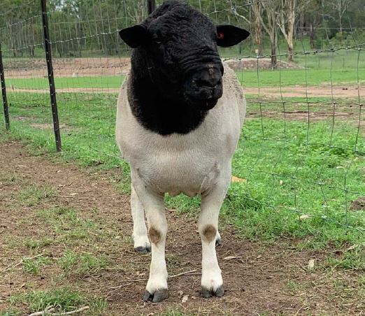 Sheep For Sale - Dorper Sheep Society Australia