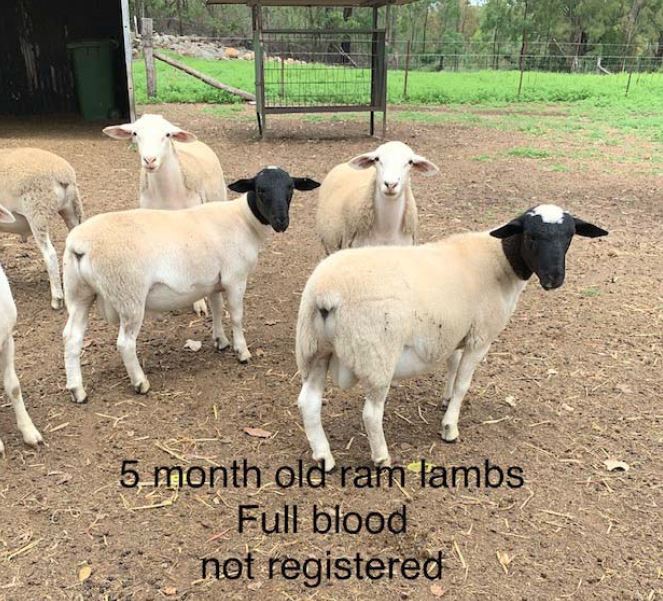Sheep For Sale - Dorper Sheep Society Australia