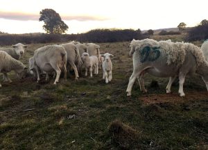 Dorper Sheep Society Australia – Ovastim: Is it worth the investment?