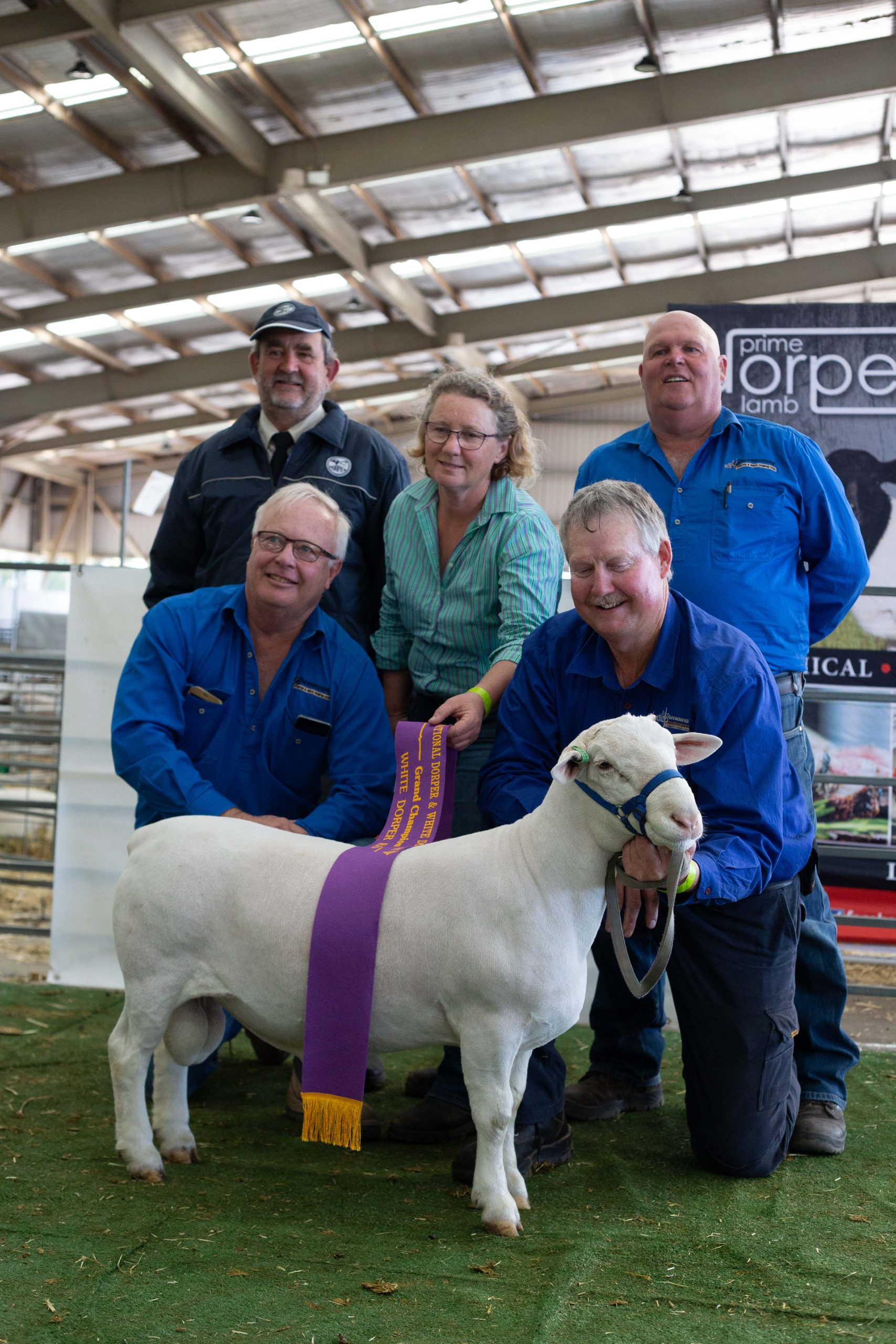 Dorper Sheep Society Australia