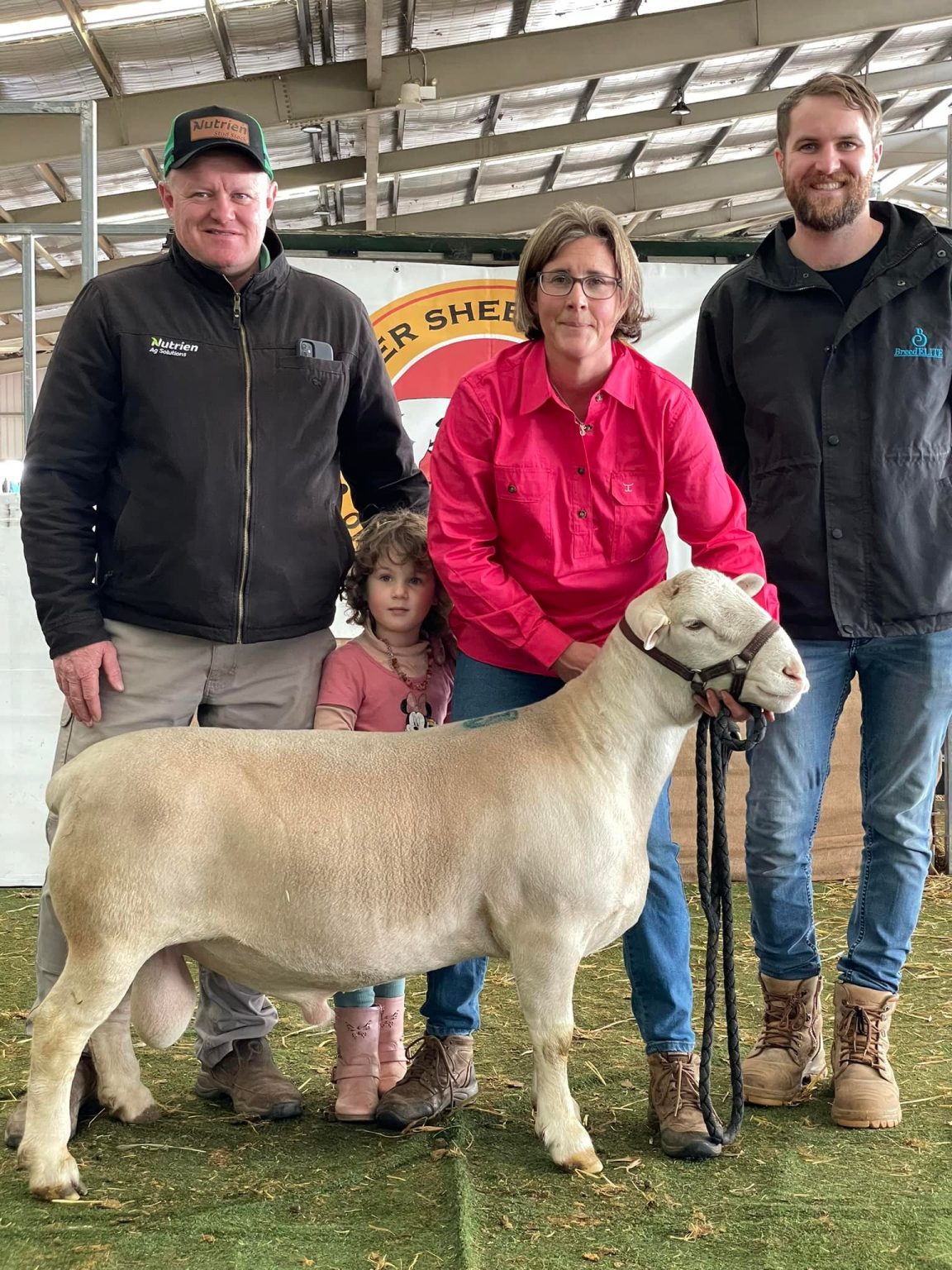 Dorper Sheep Society Australia – BreedELITE DSSA National Show & Sale ...
