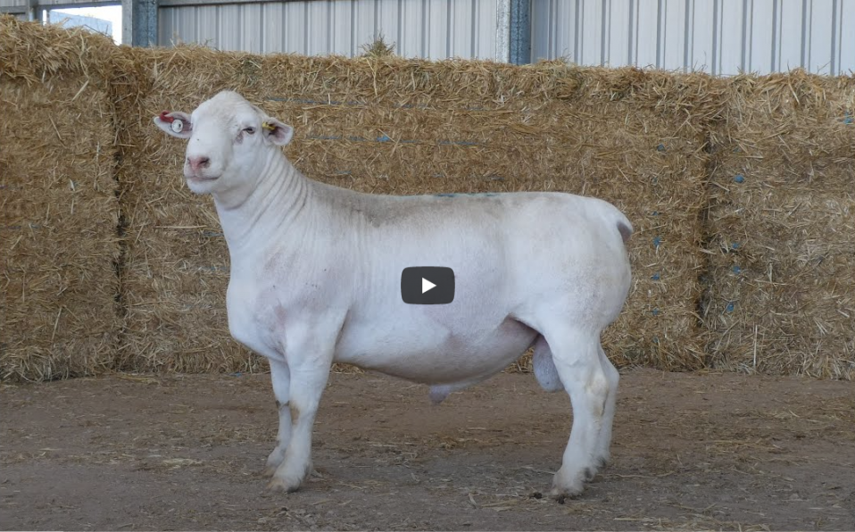 Dorper Sheep Society Australia – SHOWCASING THE AUSTRALIAN DORPER ...