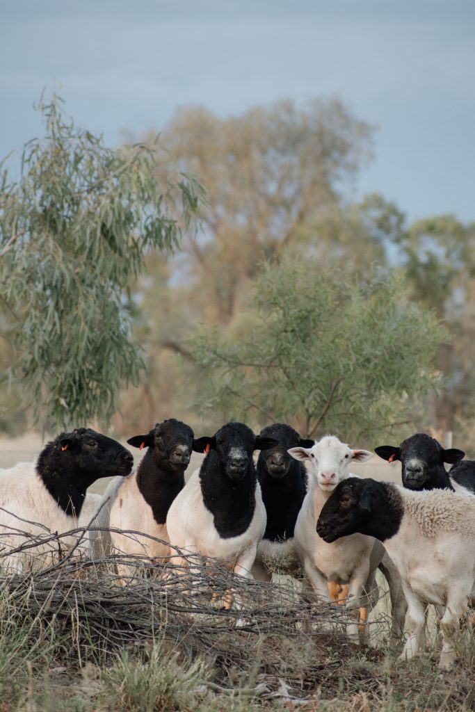 Dorper Sheep Society Australia – Ovine Brucellosis