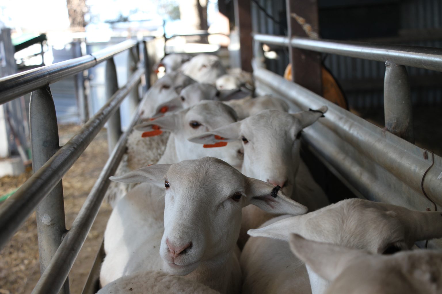 Dorper Sheep Society Australia – Dorpers Dominate National Meat Sheep ...