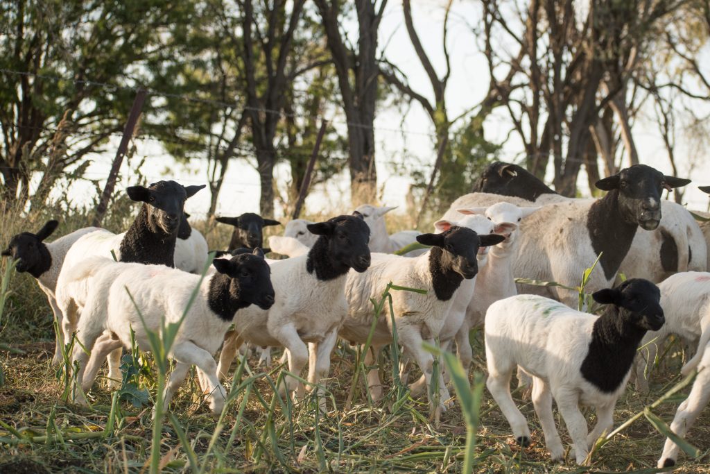 Dorper Sheep Society Australia – Discount offered to early WA adopters ...