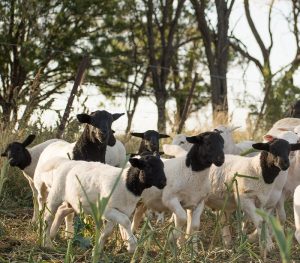 Dorper Sheep Society Australia