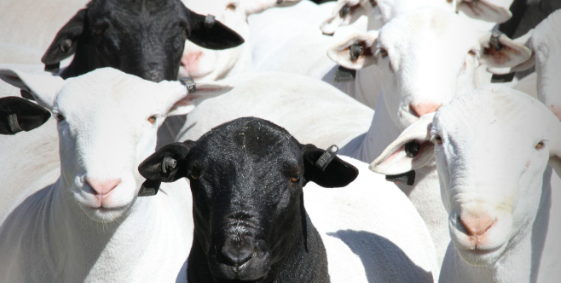 Dorper Sheep Society Australia – Dorpers Provide the Whole Package in ...