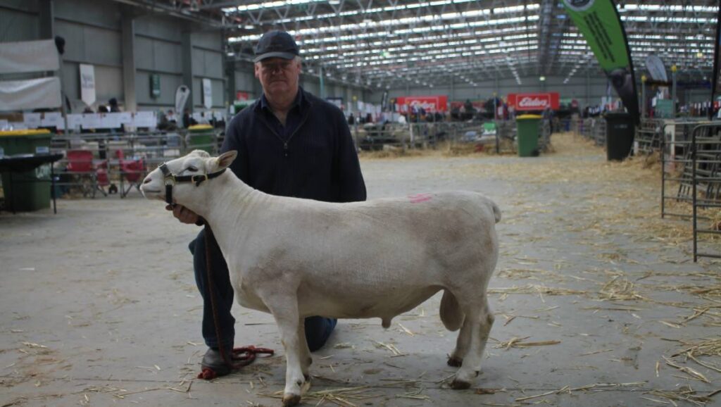 Dorper Sheep Society Australia – Kaya stud, Narrogin, WA achieves top ...