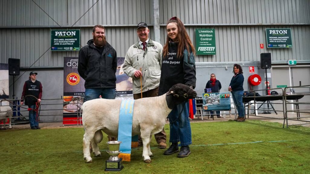 Dorper Sheep Society Australia – Kaya Dorper wins supreme champion at ...