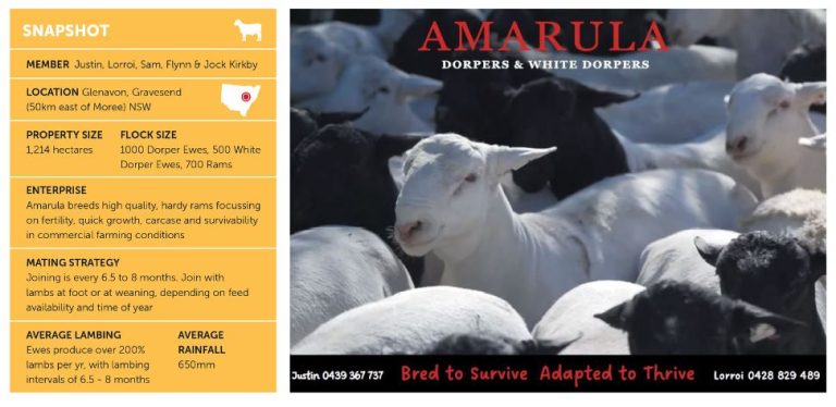 Dorper Sheep Society Australia – Amarula
