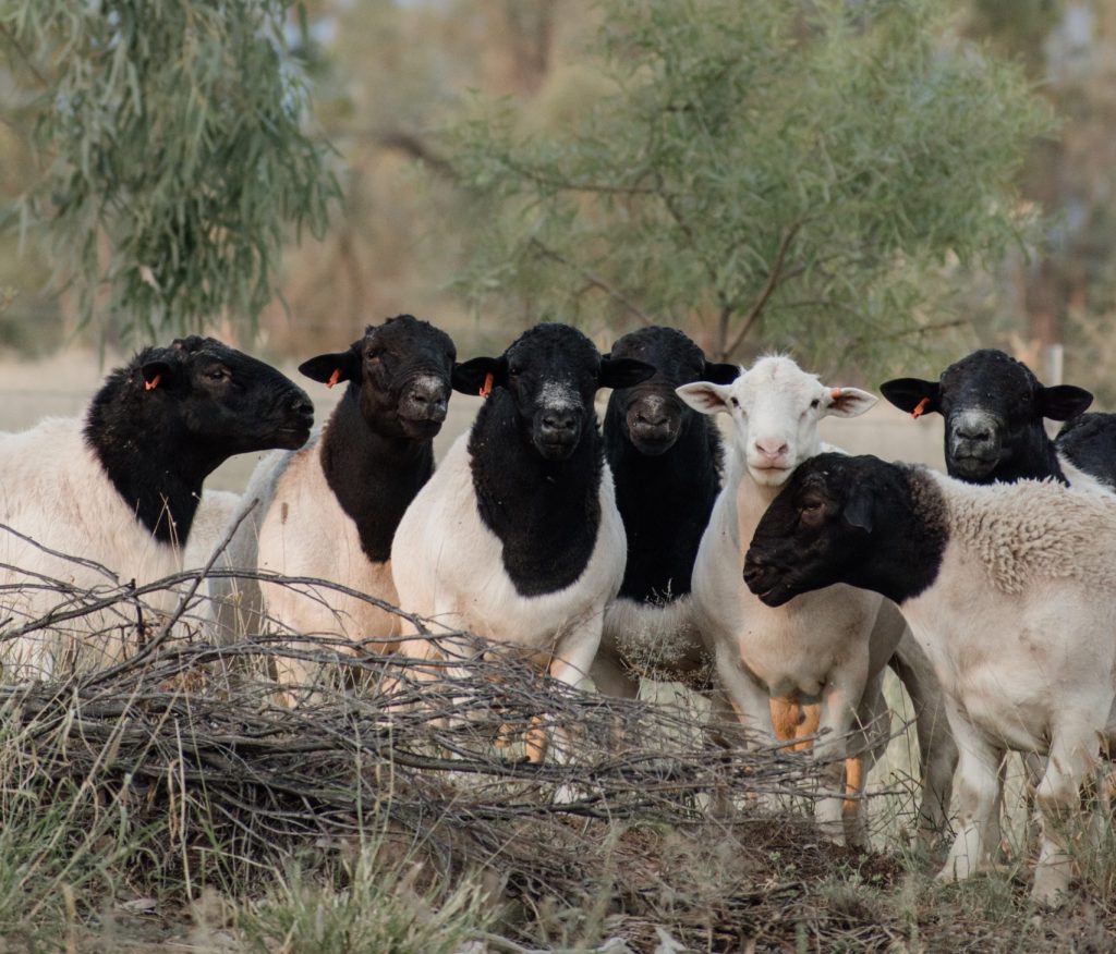 Dorper Sheep Society Australia – Using Selection Indexes to Improve ...
