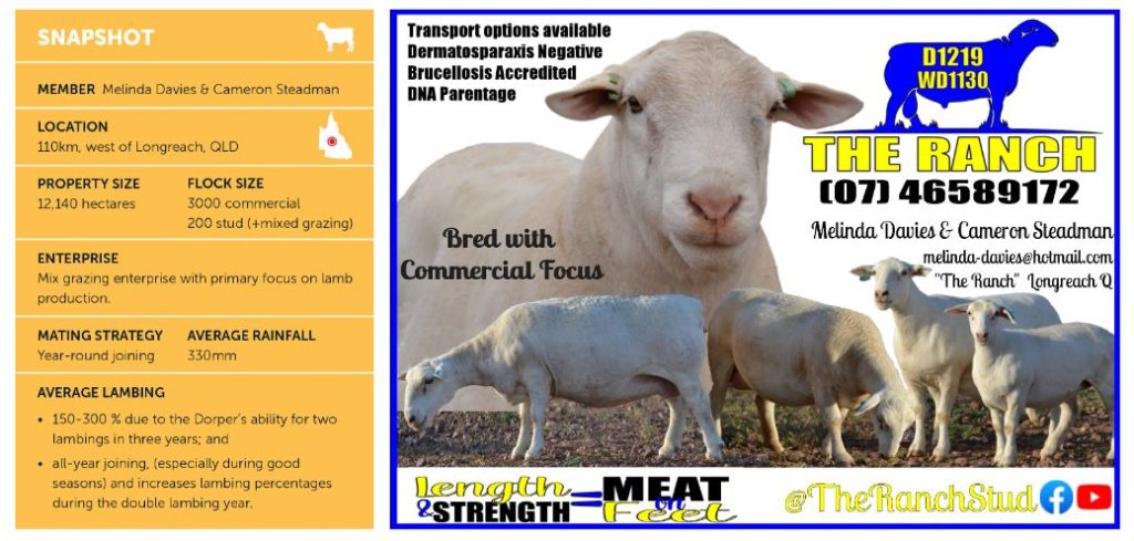 Dorper Sheep Society Australia – The Ranch Advertorial
