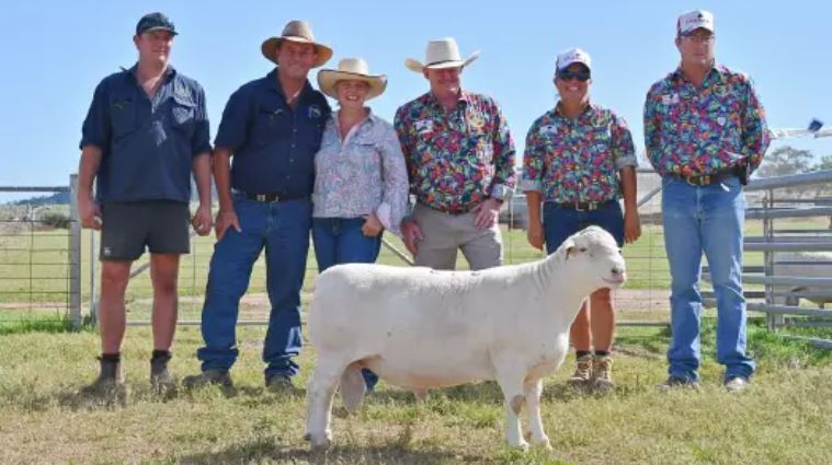Dorper Sheep Society Australia – Revealed: Australia’s top 10 terminal ...